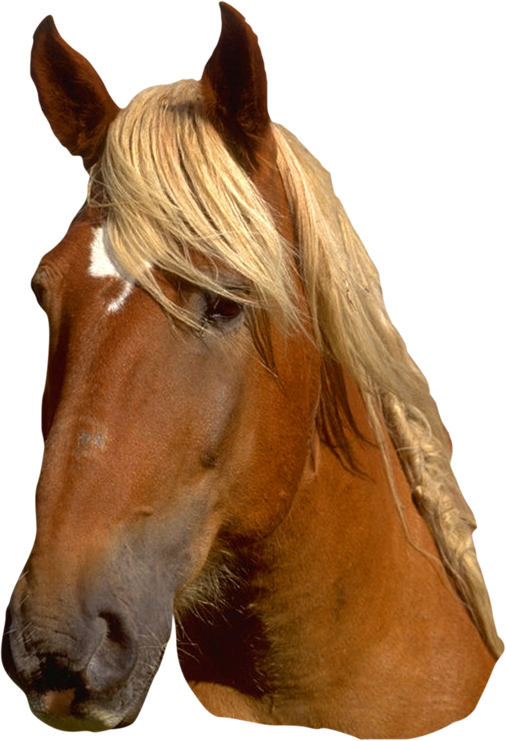 TUBES ANIMAUX - Page 19