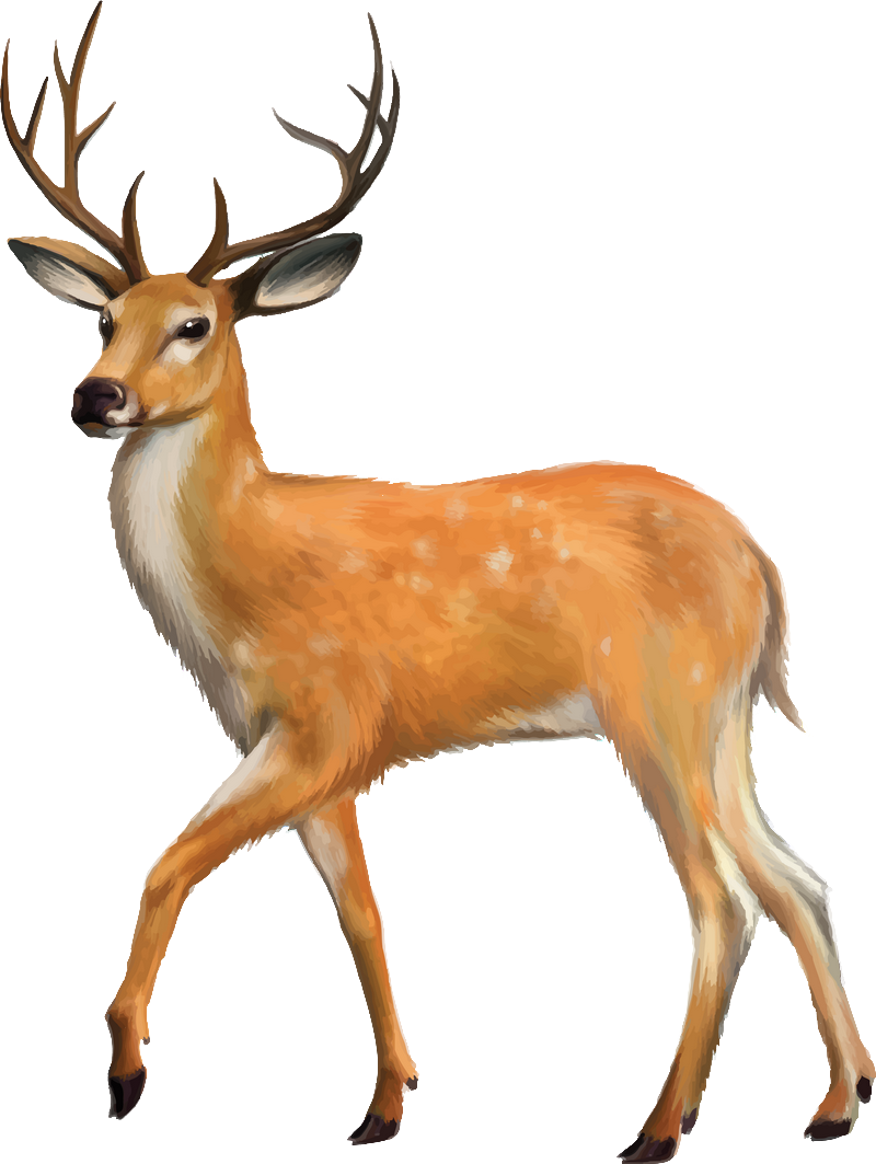 TUBES ANIMAUX - Page 3