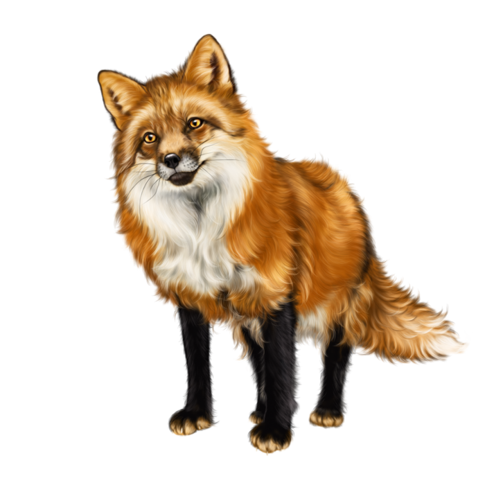 TUBES ANIMAUX - Page 3