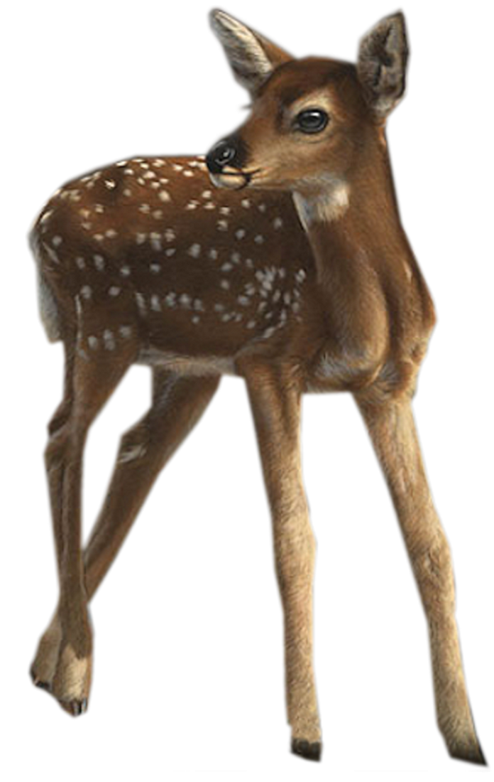 TUBES ANIMAUX - Page 5