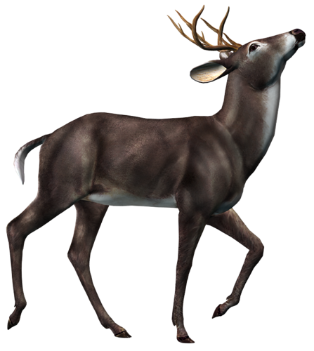 TUBES ANIMAUX - Page 11